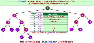 Basic Tree Terminologies In Data Structure » CS Taleem