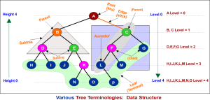 Basic Tree Terminologies In Data Structure » CS Taleem